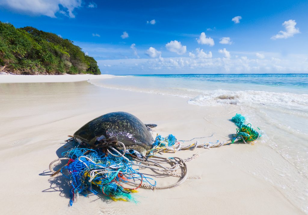 Bluefin Tuna Migration Explained (Updated 2023)