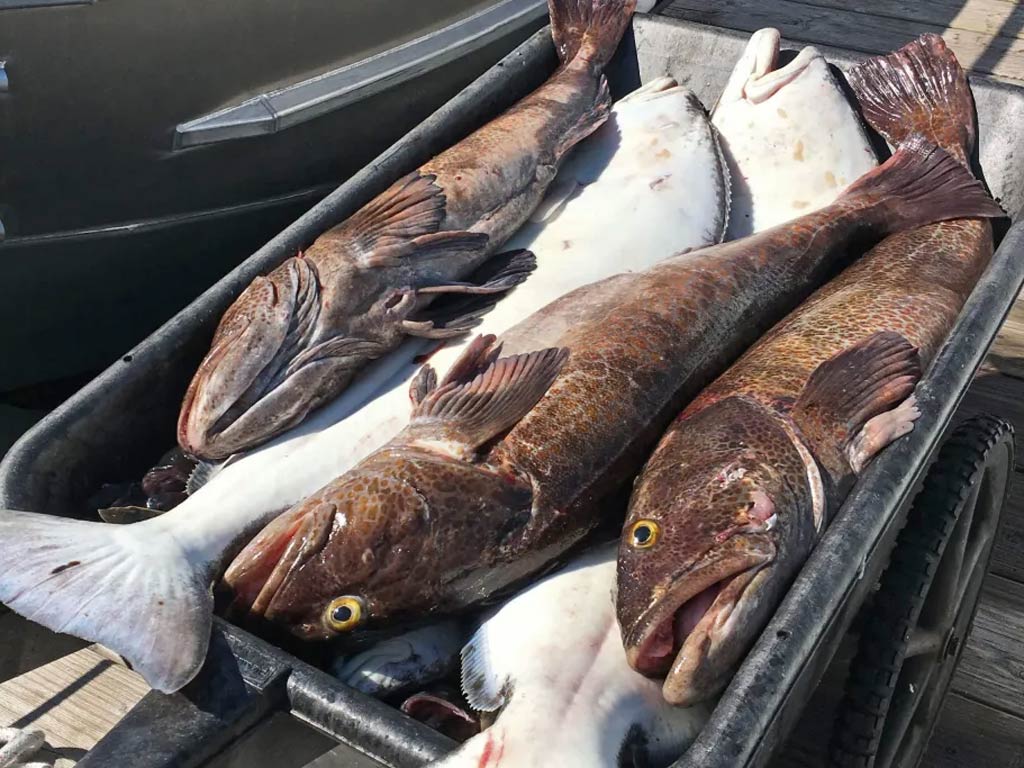 Homer Fishing: The Complete Guide (Updated 2023)