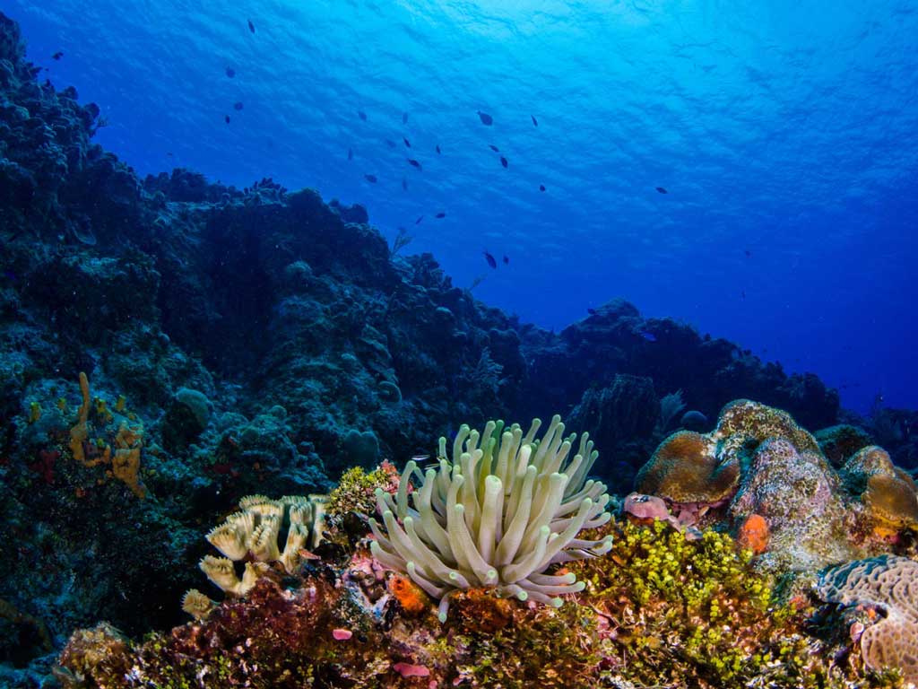 Cozumel Fishing: The Complete Guide