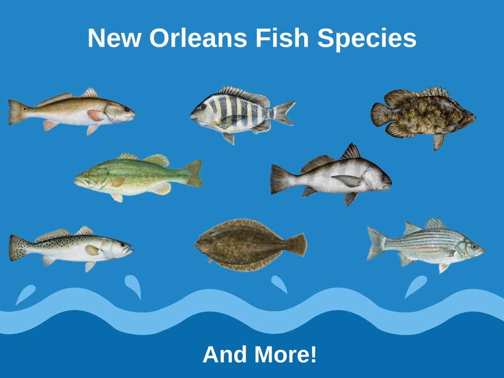 New Orleans Fishing: The Complete Guide (Updated 2022)