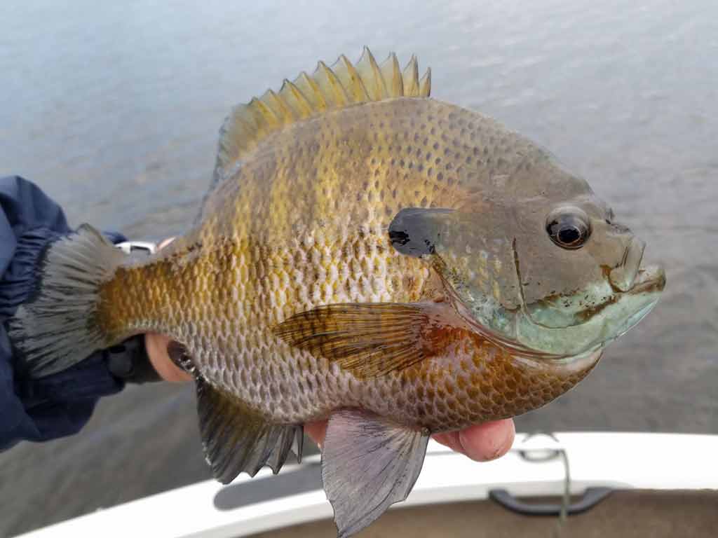 Ohio Fishing: The Complete Guide (Updated 2023)