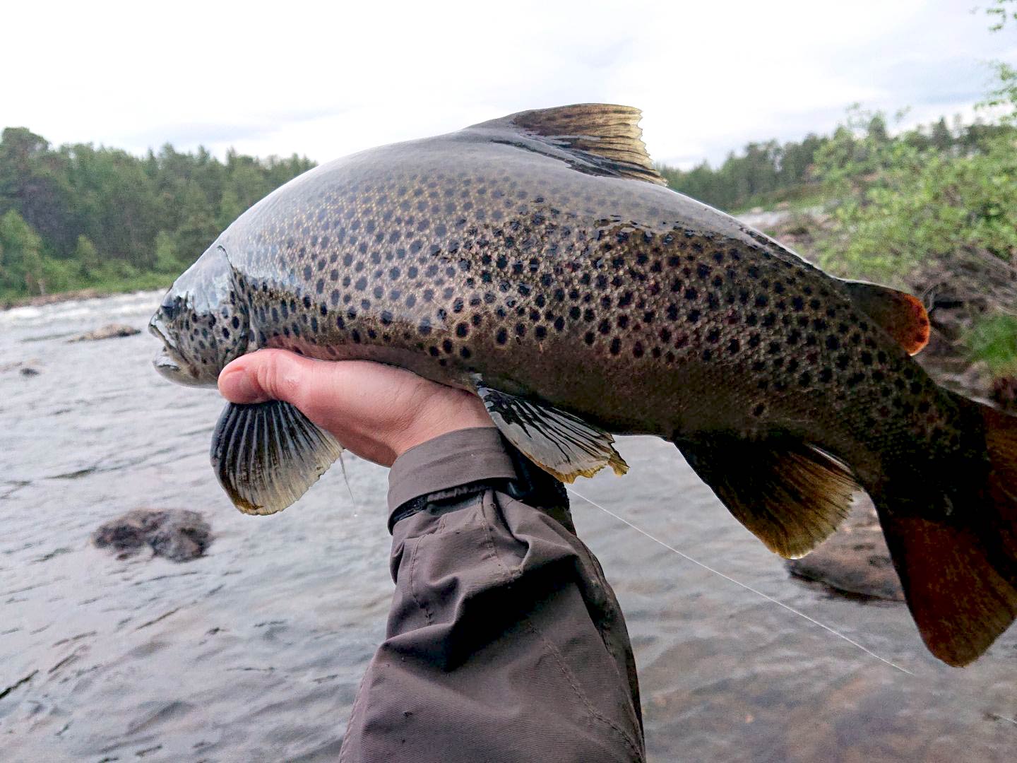 Baltic Sea Fishing: The Complete Guide