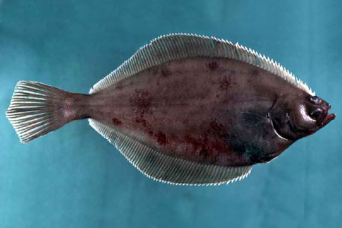 Types of Flatfish: the Complete Guide (Updated 2023)
