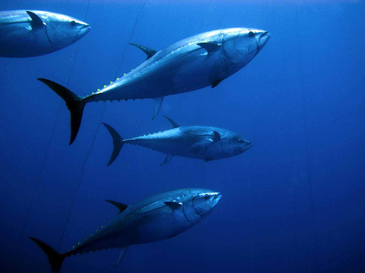 Bluefin Tuna Migration Explained - FishingBooker Blog