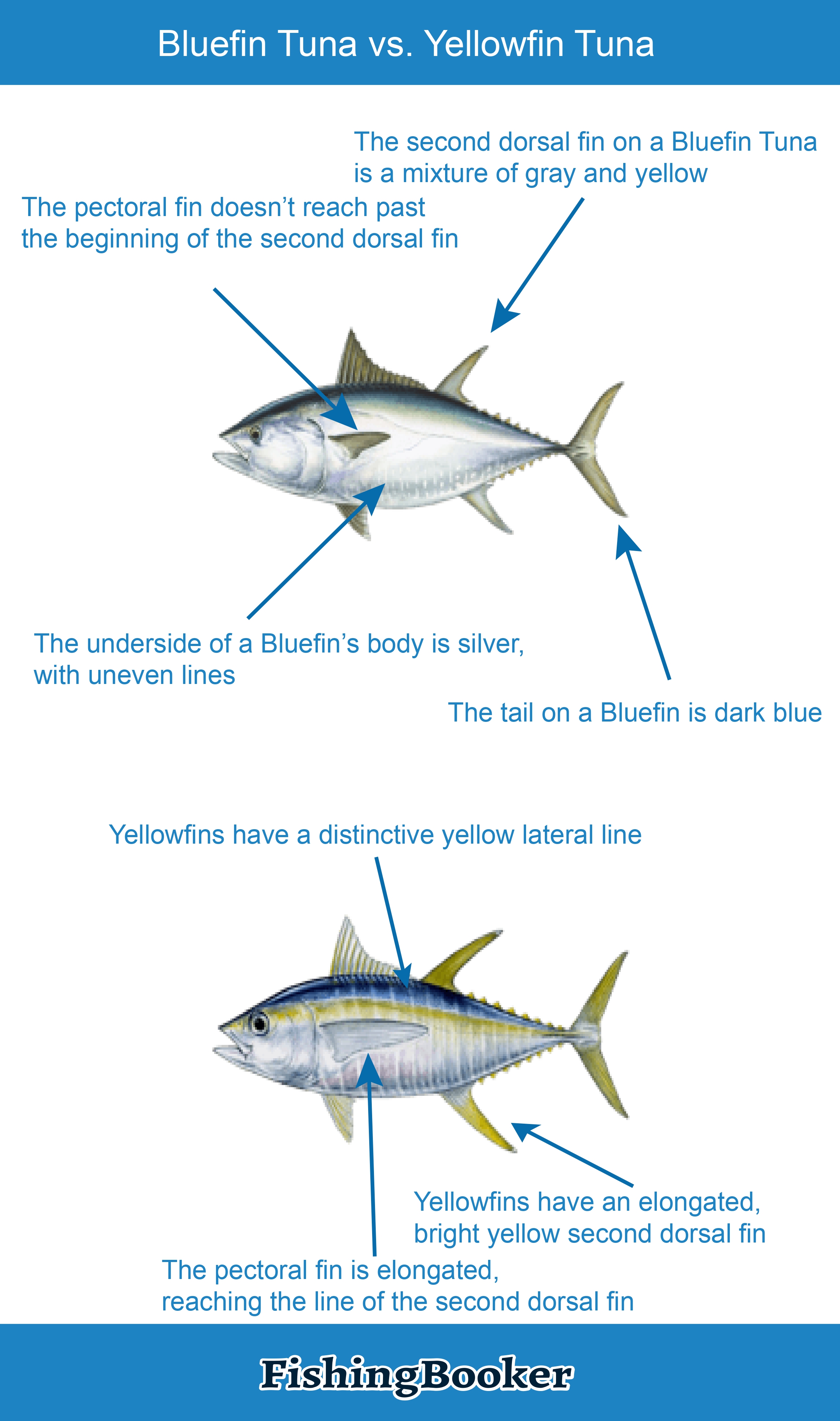 Bluefin vs. Yellowfin Tuna: Looks, Taste, and More (Updated 2023)