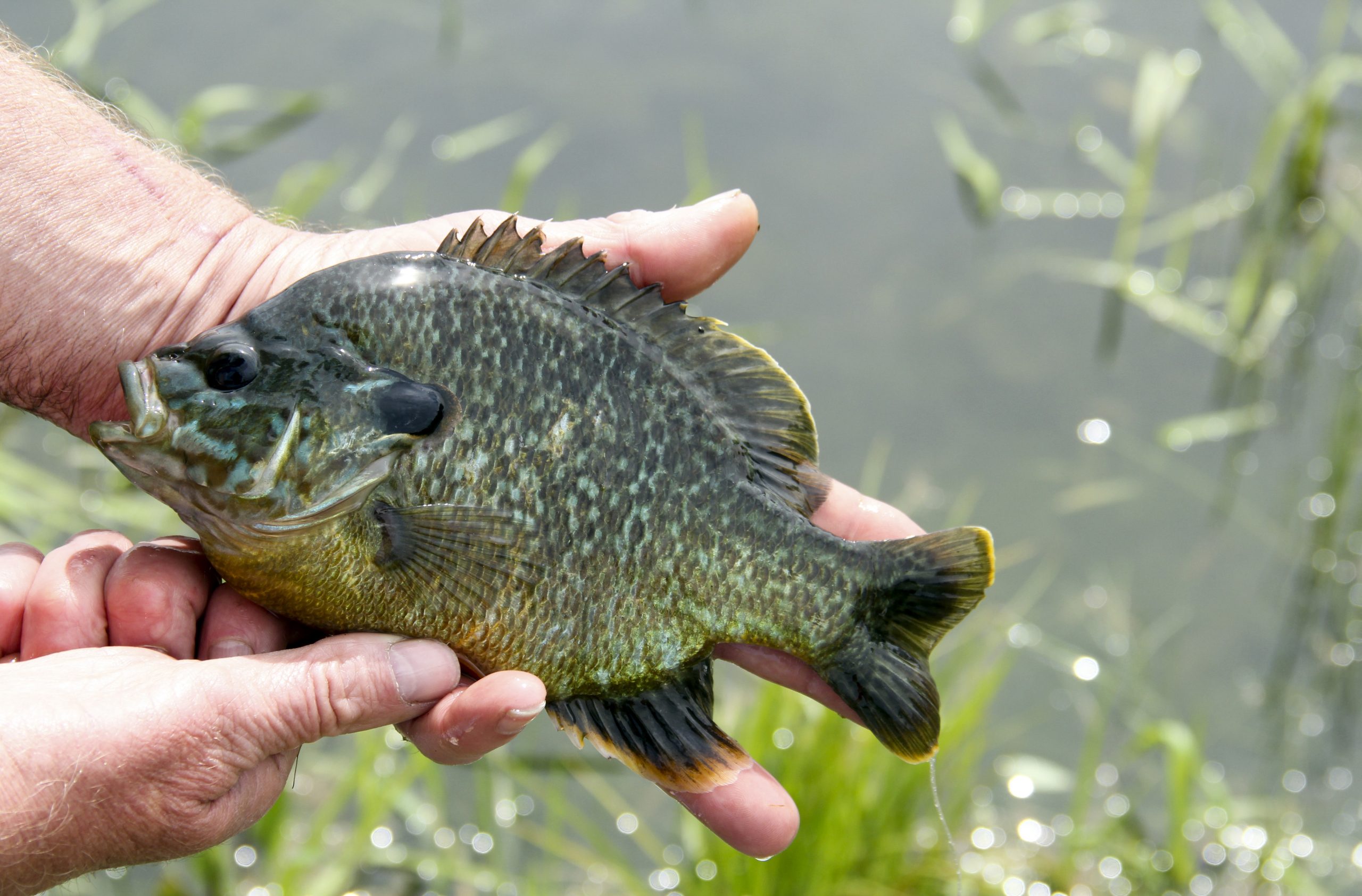 Table Rock Lake Fishing: The Complete Guide (Updated 2023)