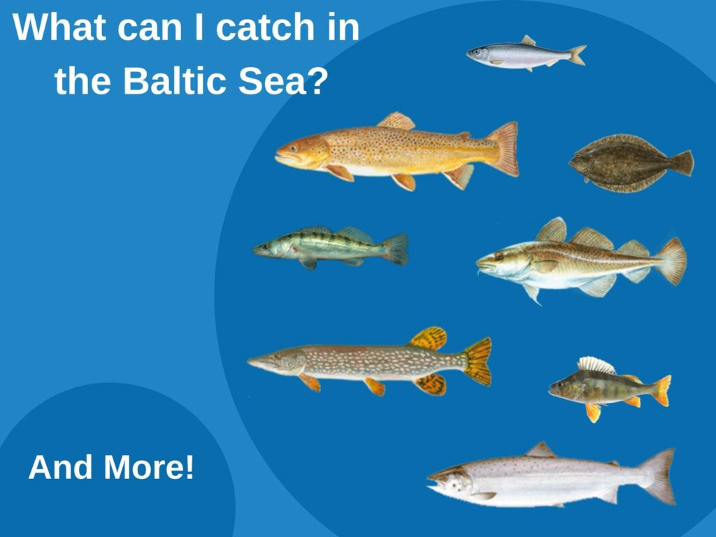 Baltic Sea Fishing: A Complete Angler’s Guide