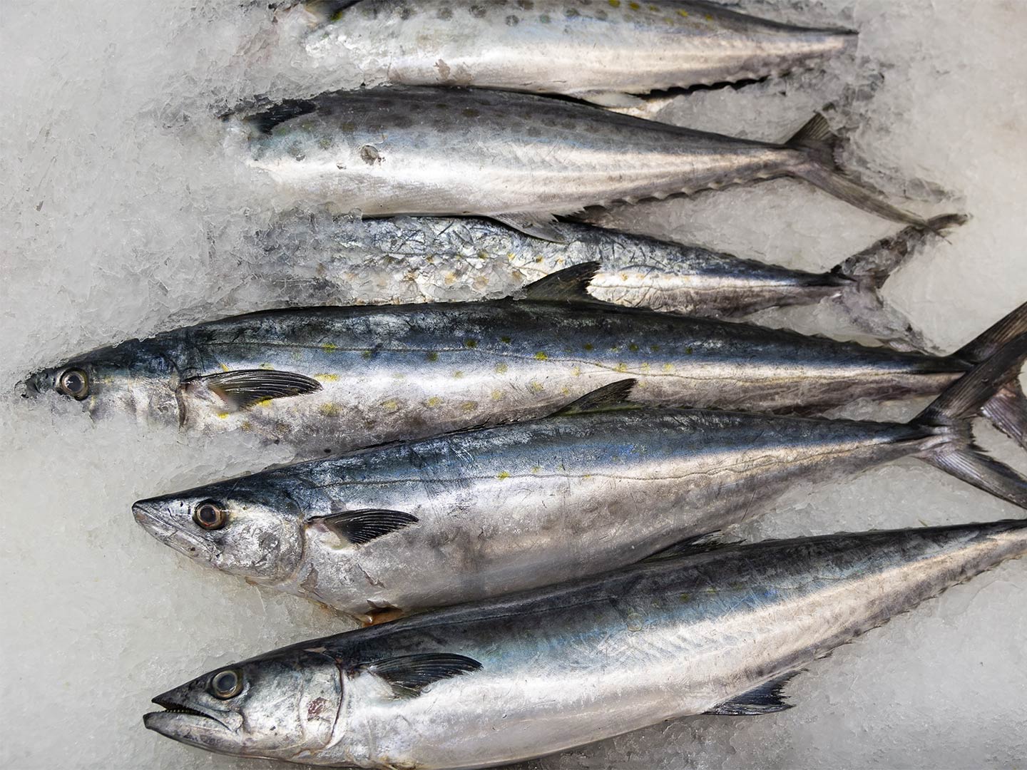 Rocky Point (Puerto Peñasco) Fishing: The Complete Guide (Updated 2023)