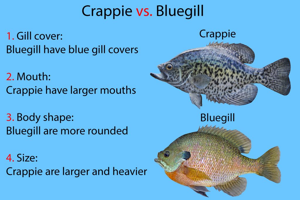 Crappie vs. Bluegill: All You Need to Know (Updated 2023)