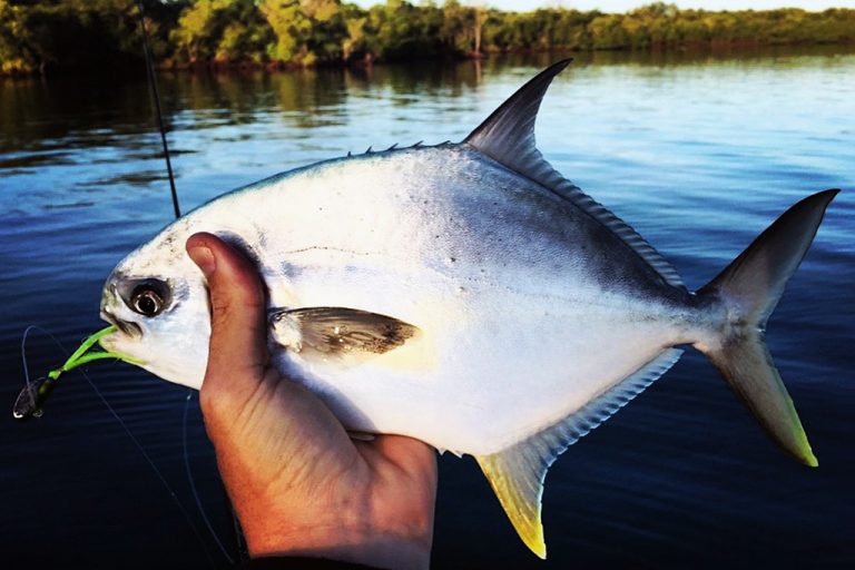 Permit vs. Pompano: All You Need to Know