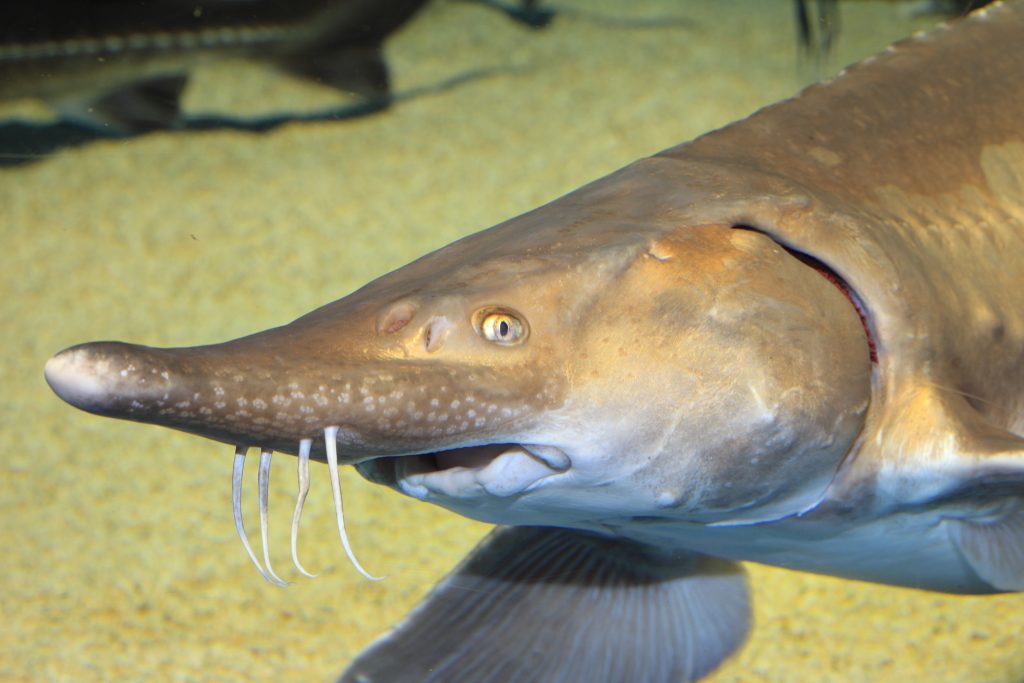 How to Fish for Sturgeon in BC: The Complete Guide (Updated 2023)