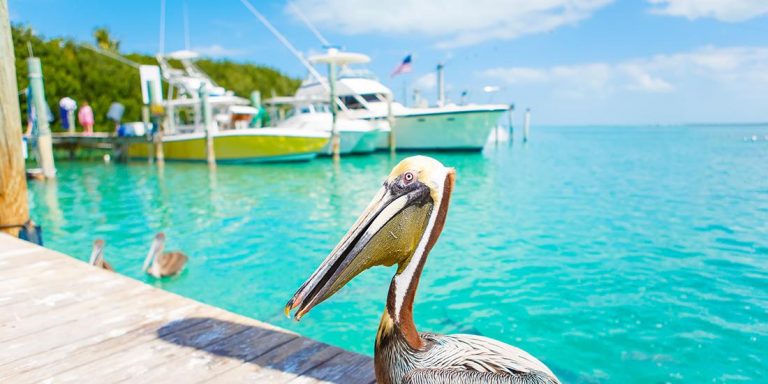 Top 5 Florida Fly Fishing Spots (Updated 2023)