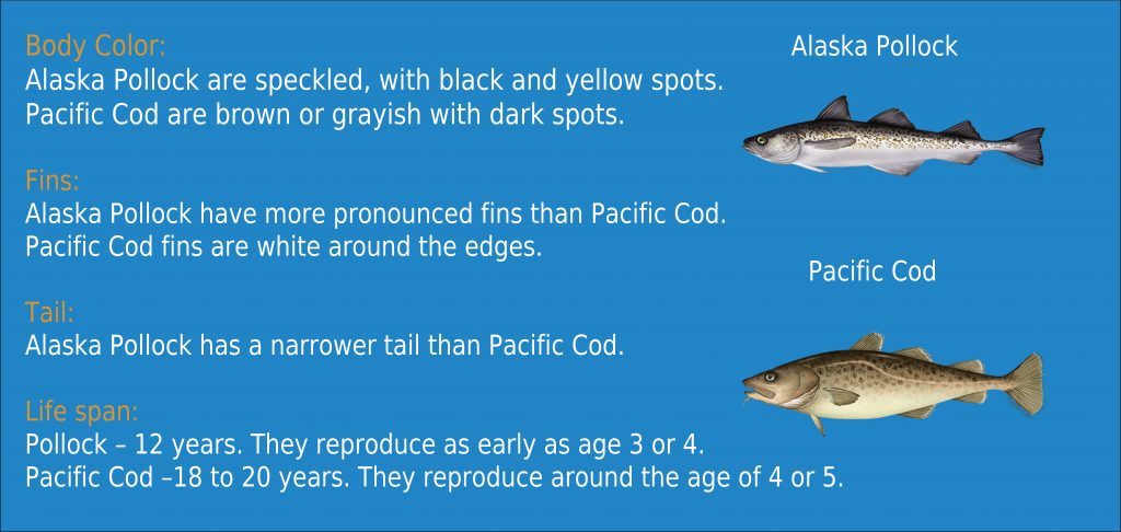 Pollock vs. Cod: All You Need to Know