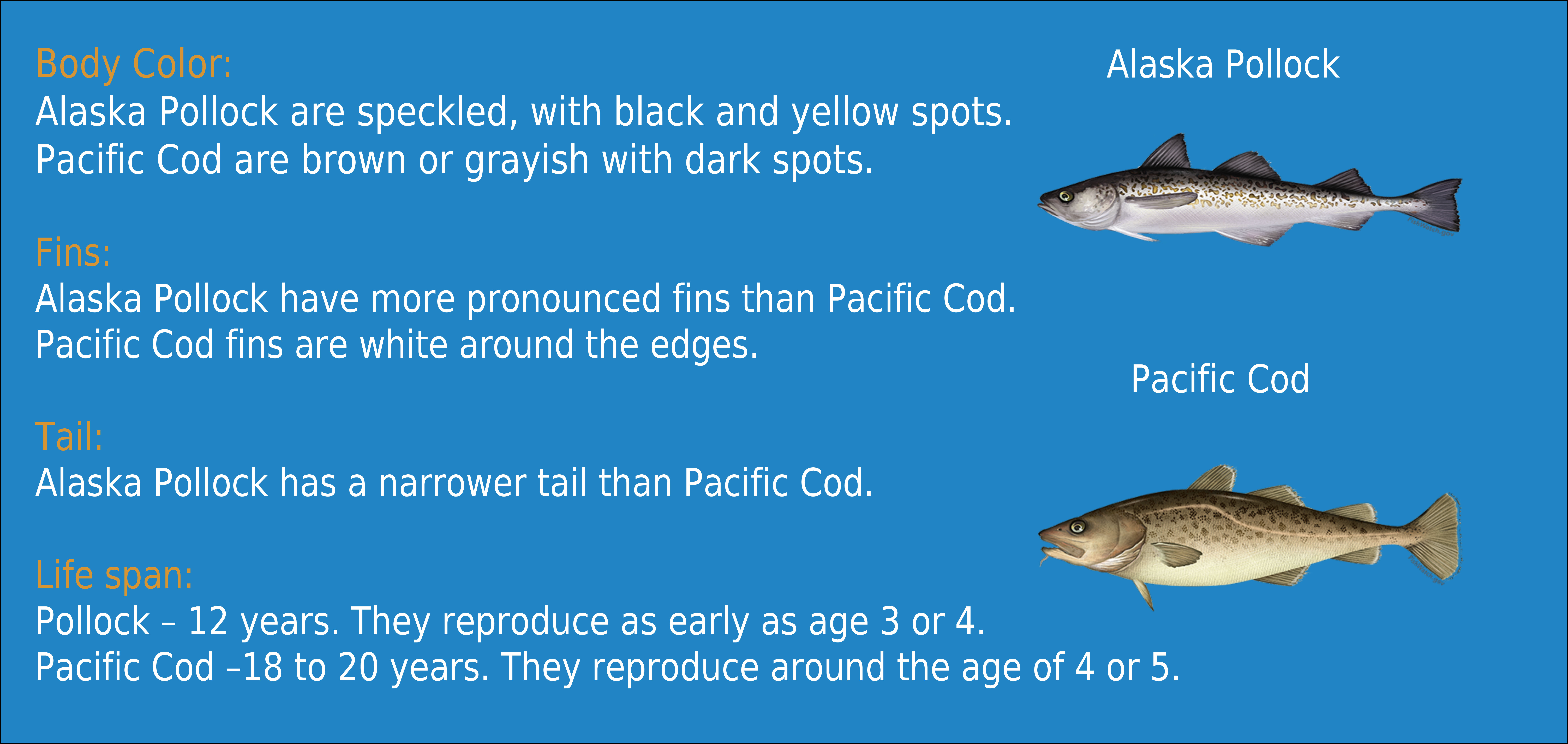 Pollock Vs Cod All You Need To Know