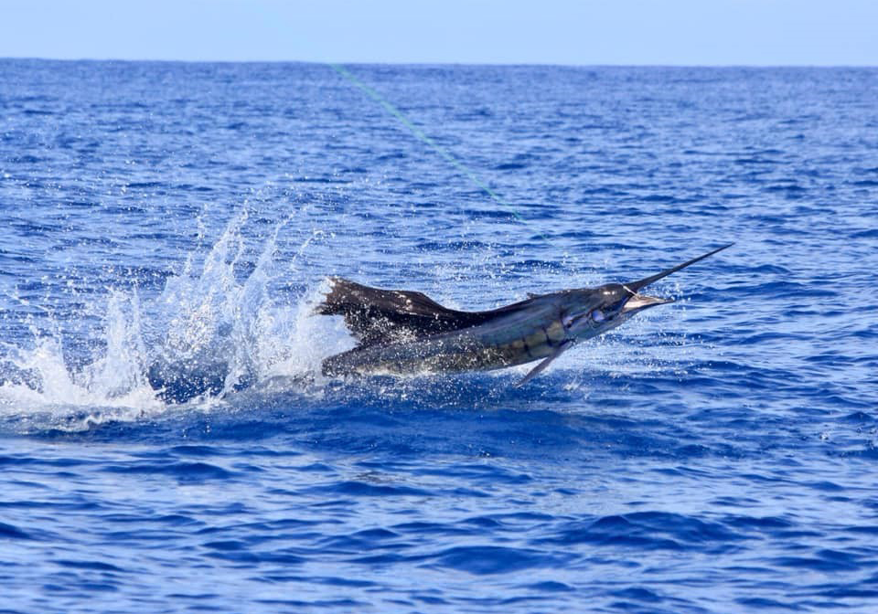 Florida State Fish: The Two Faces of Florida's Fishing (Updated 2023)