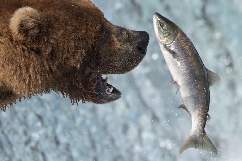 Typer av Laks: The Complete Guide | Marjolein