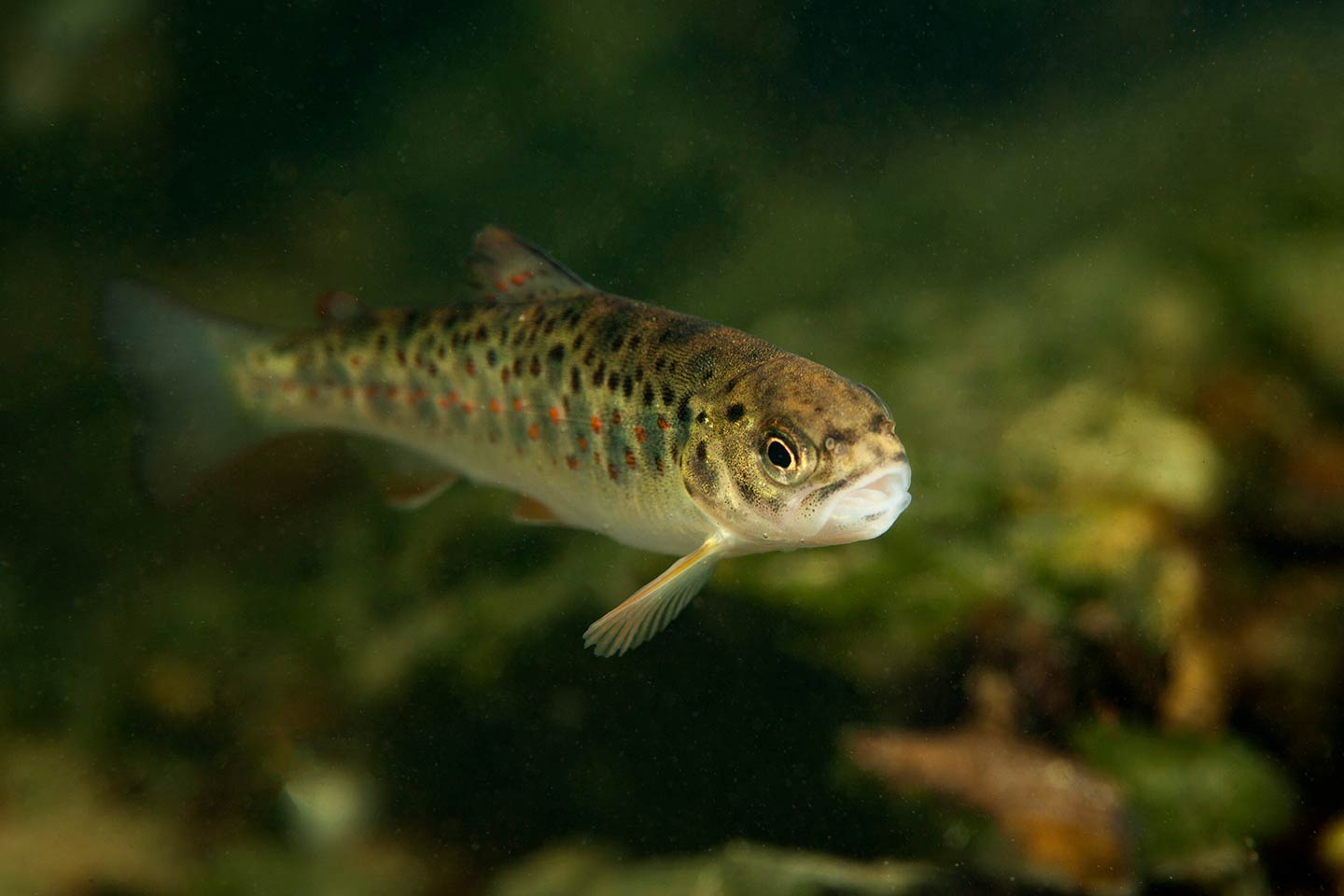 The Ultimate Guide to Fishing in Croatia