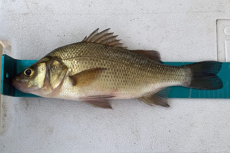 Types of Perch in North America (Updated 2023)