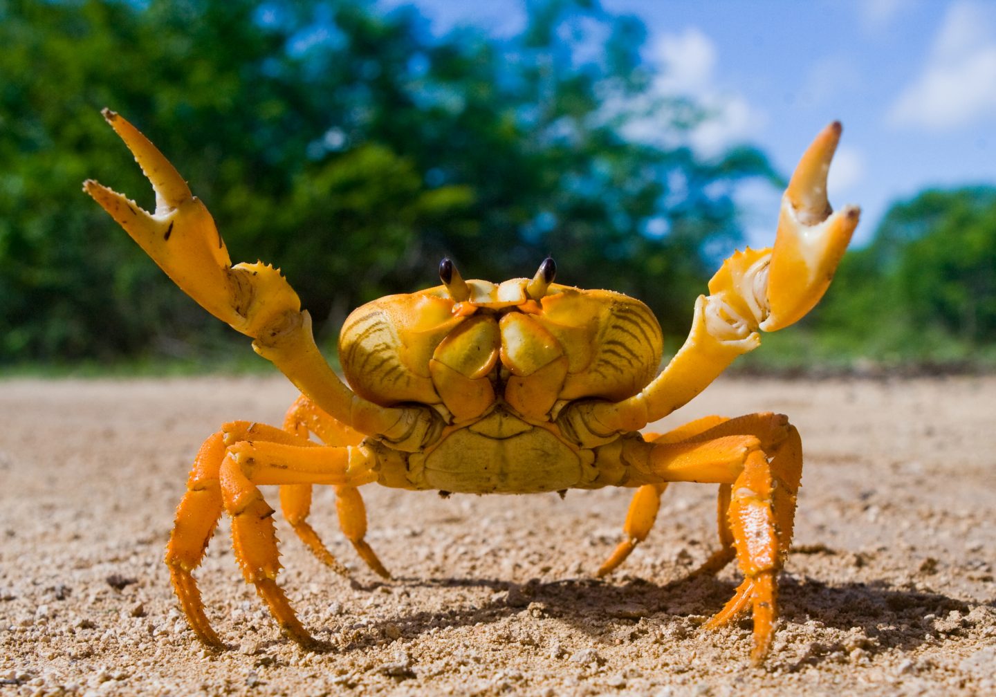 Types of Shellfish: Weird, Wonderful, and Downright Confusing (Updated ...