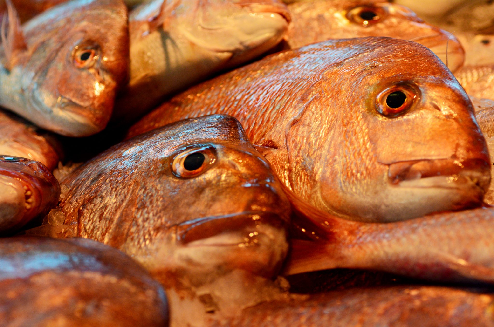 Snapper Ban in South Australia: The Whole Picture (Updated 2023)