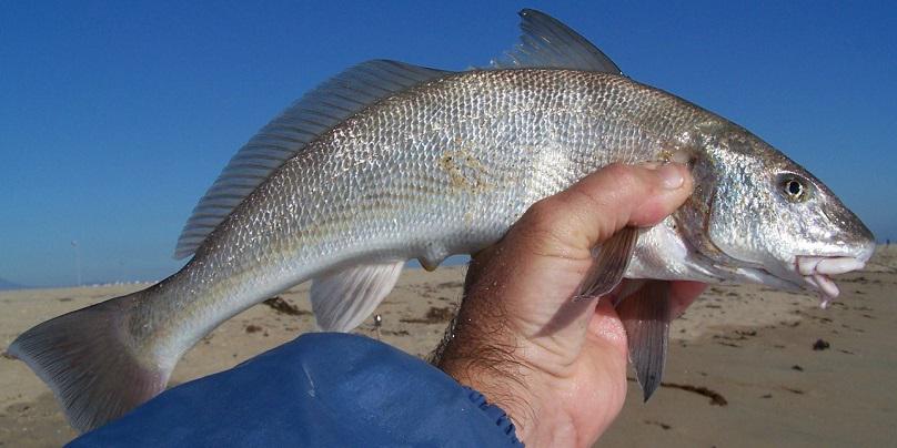 Fly Fishing in San Diego: The Complete Guide (Updated 2022)
