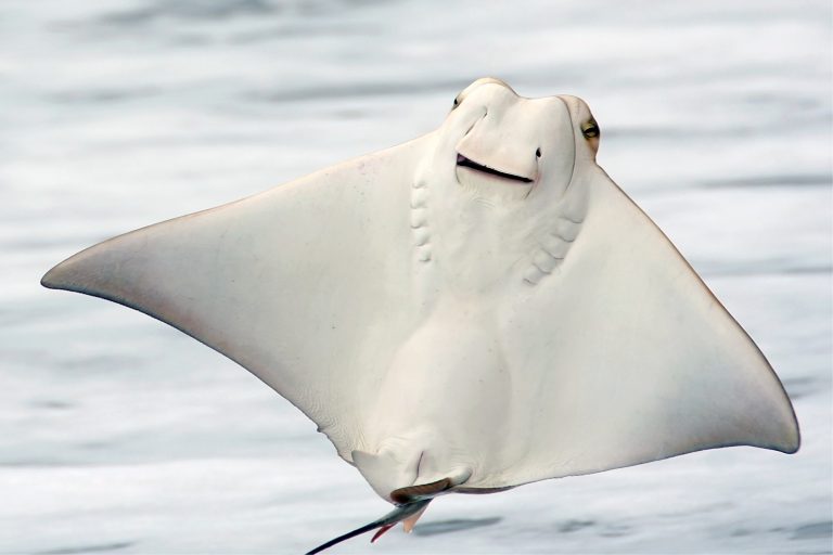 Types of Rays: A Quick Guide (Updated 2023)