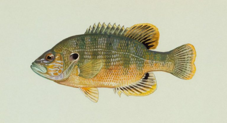 Types of Sunfish in North America