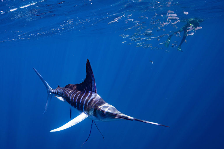 Fastest Fish in the Ocean: Meet the Speedsters!