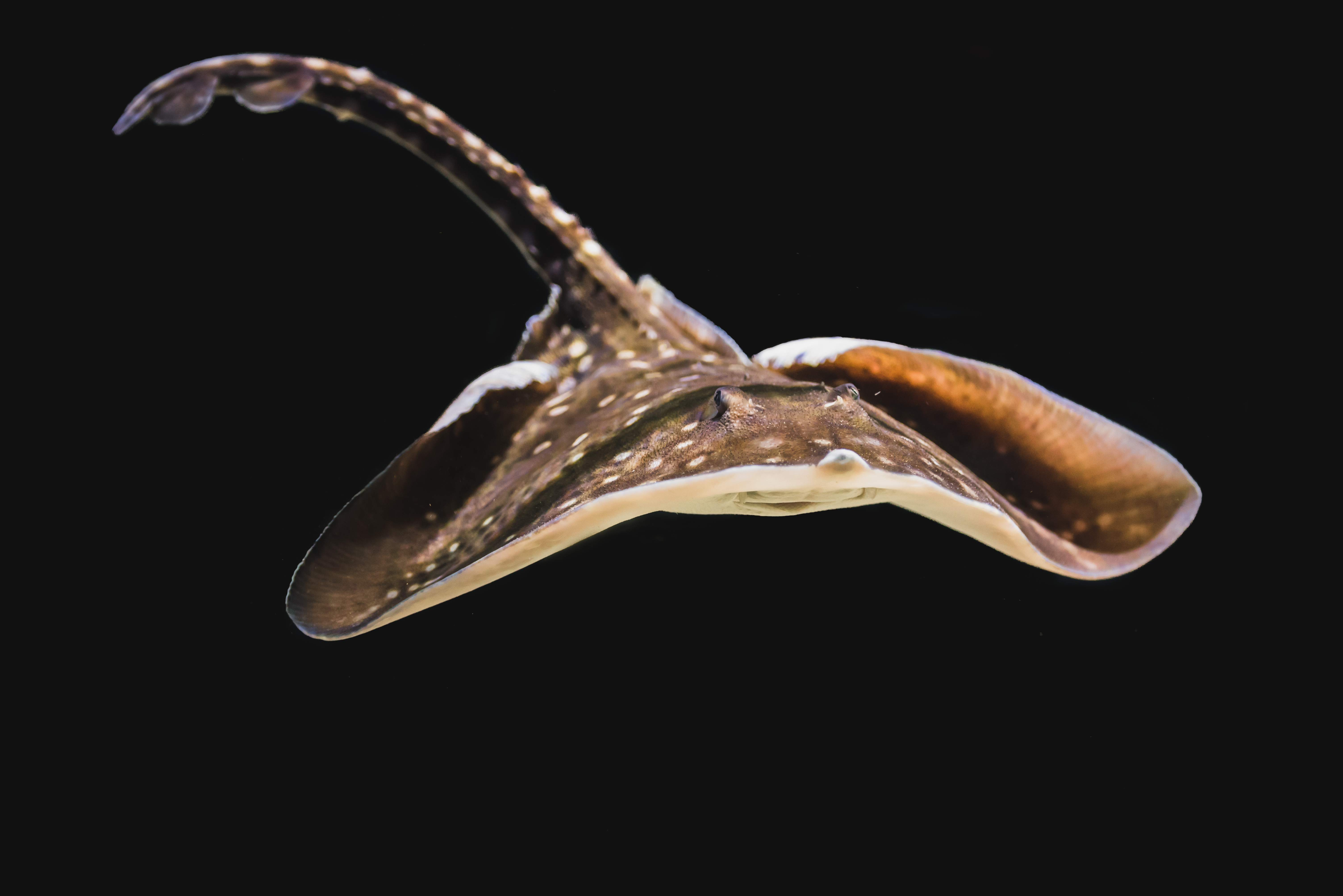 Types of Rays: A Quick Guide