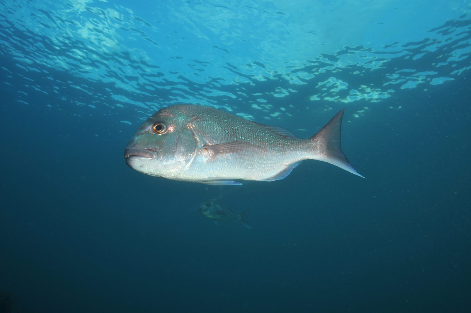 Snapper Ban in South Australia: The Whole Picture (Updated 2023)