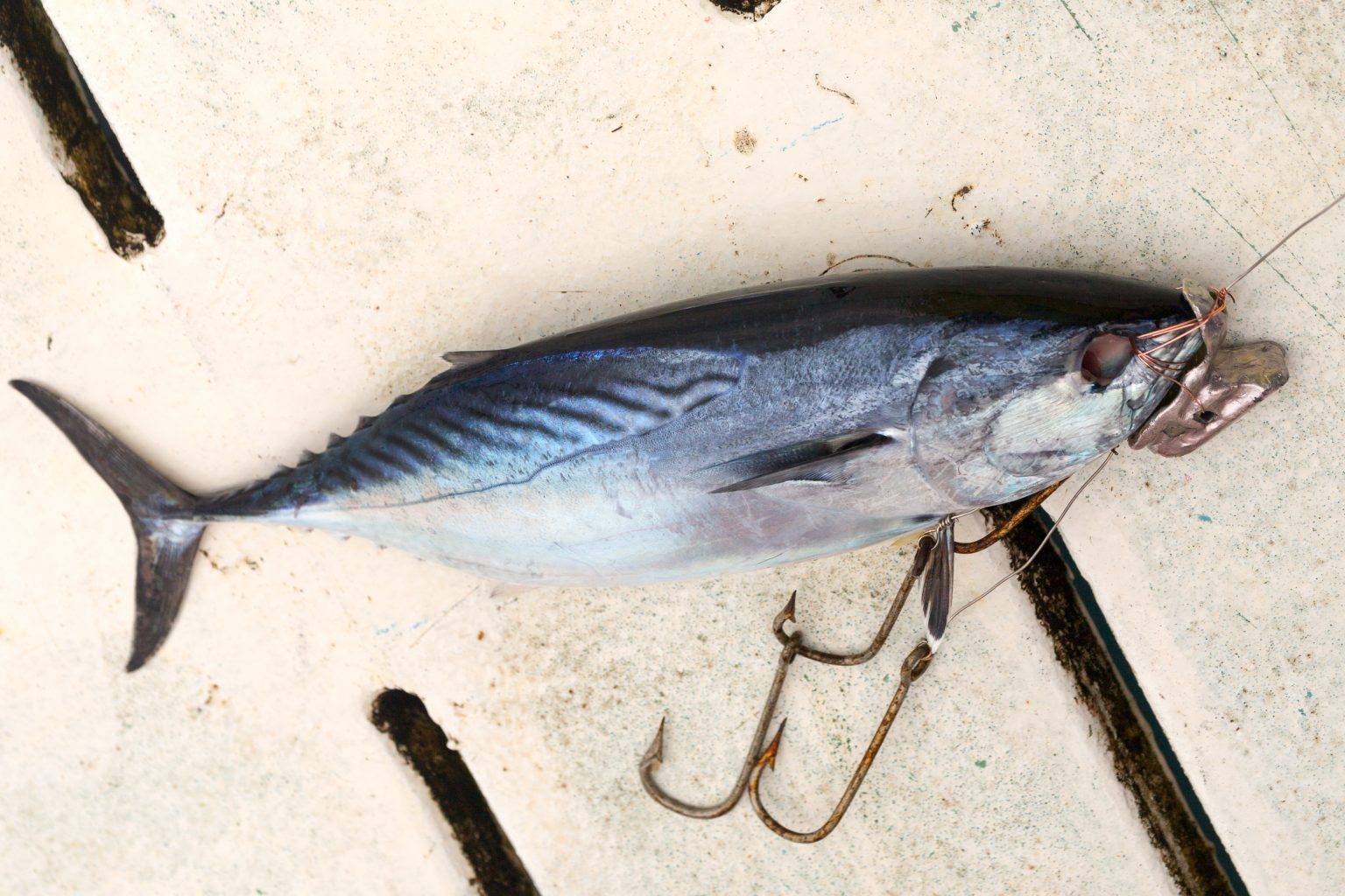 Trolling: The Ultimate Fishing Technique (Updated 2022)